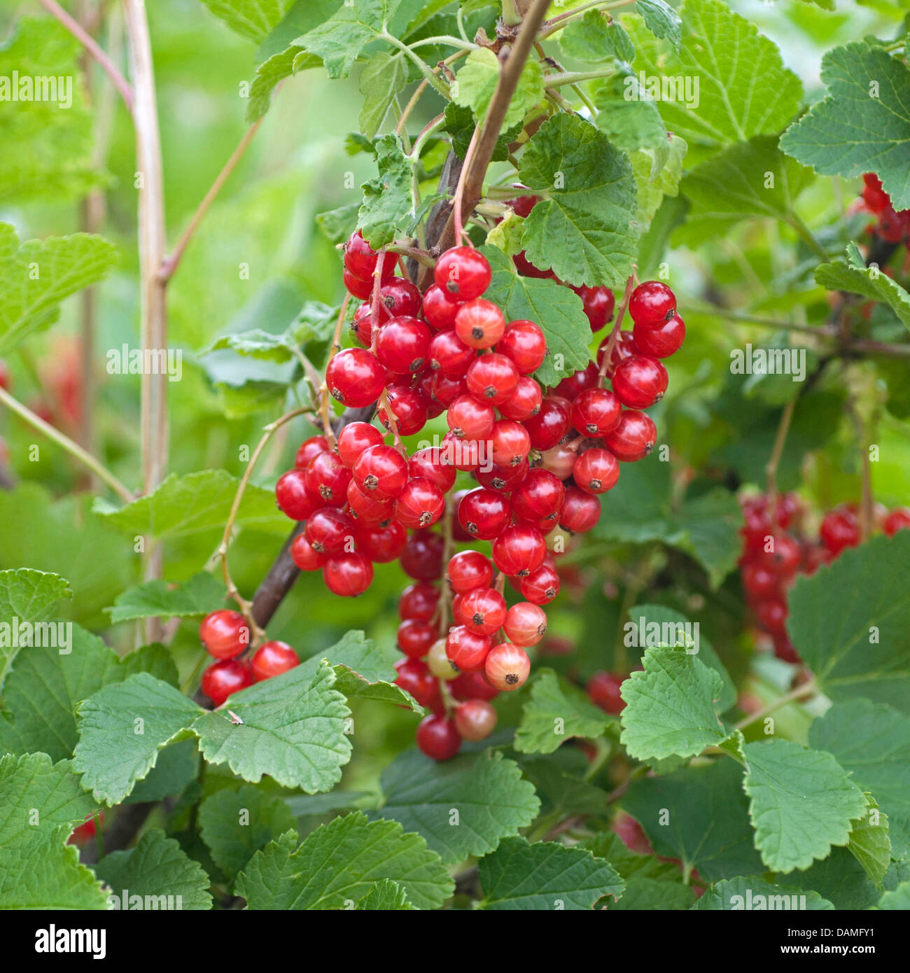 northern red currant (Ribes rubrum 'Rotet', Ribes rubrum Rotet ...