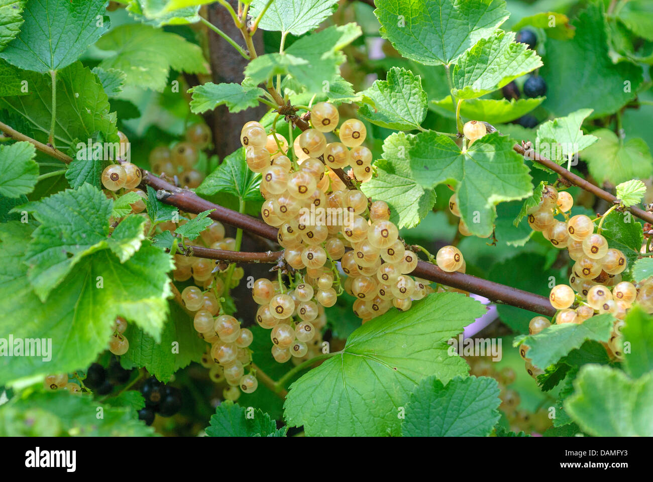 White currant (Ribes rubrum 'Zitavia', Ribes rubrum Zitavia), cultivar ...