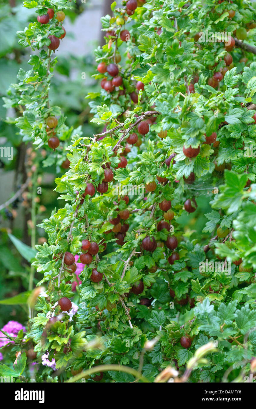 wild gooseberry, European gooseberry (Ribes uva-crispa 'Remarka', Ribes ...