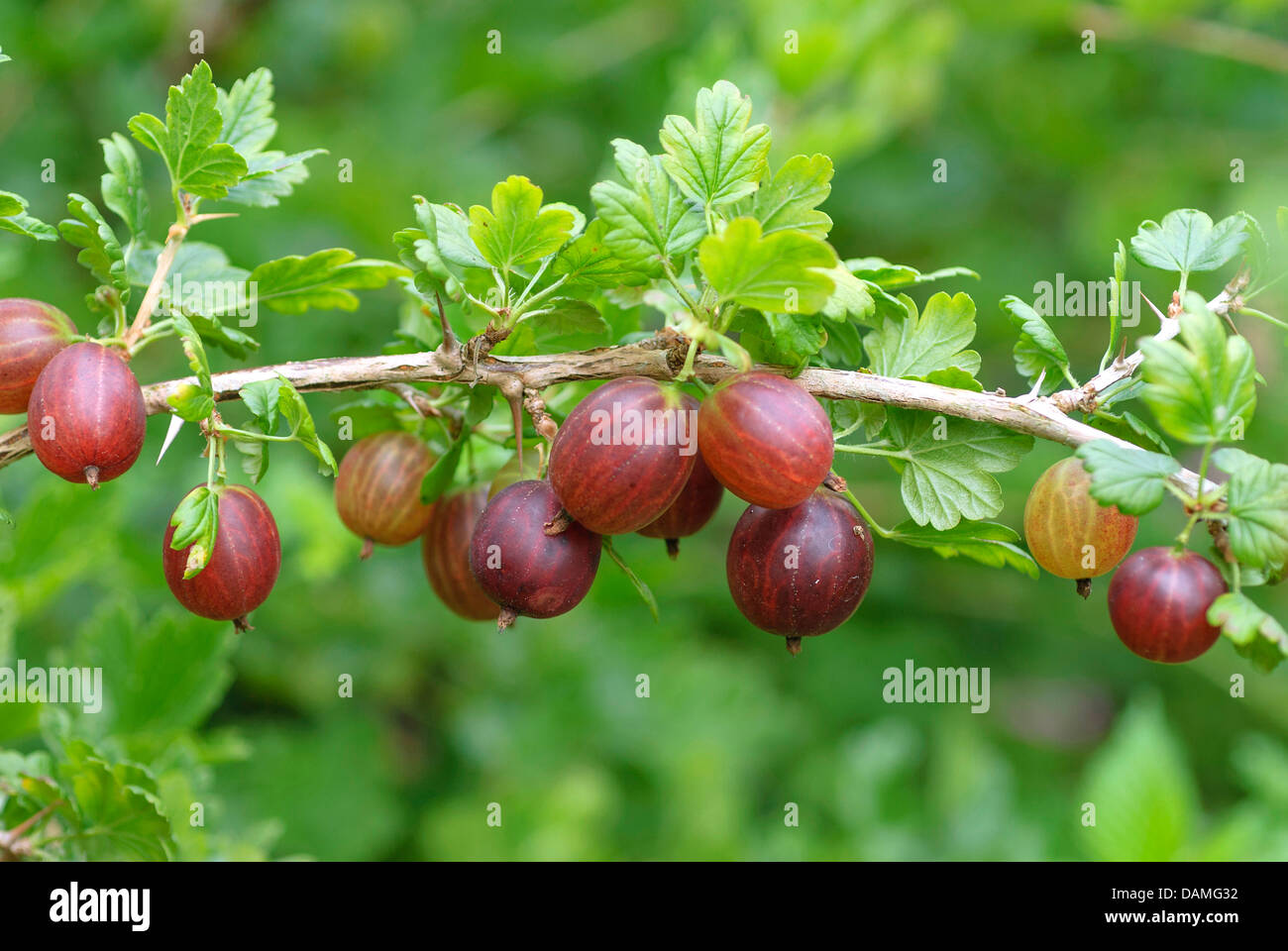 wild gooseberry, European gooseberry (Ribes uva-crispa 'Remarka', Ribes ...
