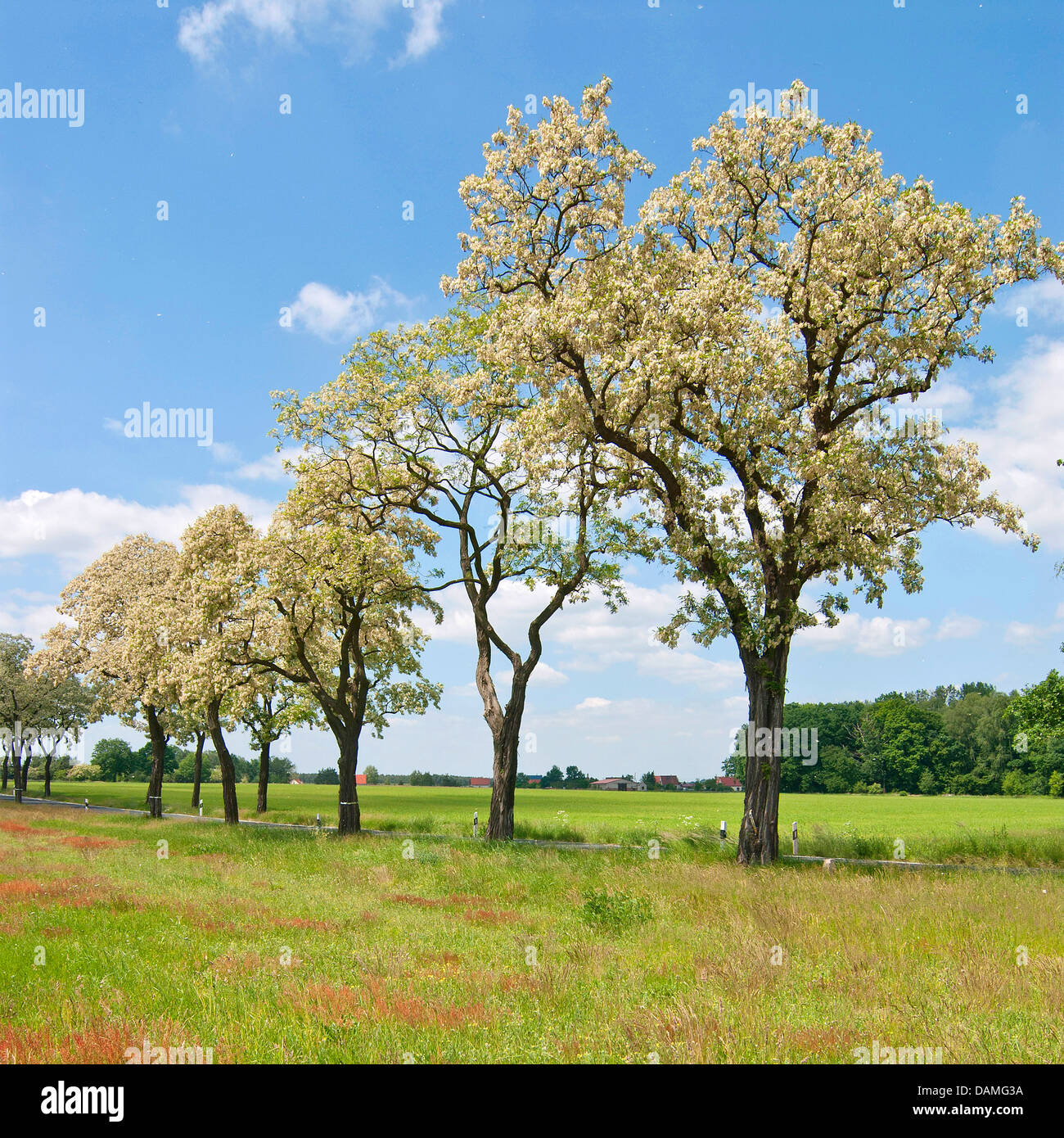 black locust, common locust, robinia (Robinia pseudo-acacia, Robinia ...