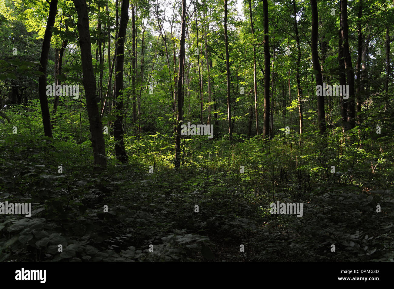 forest with trees and rich green vegetation against the light Stock ...