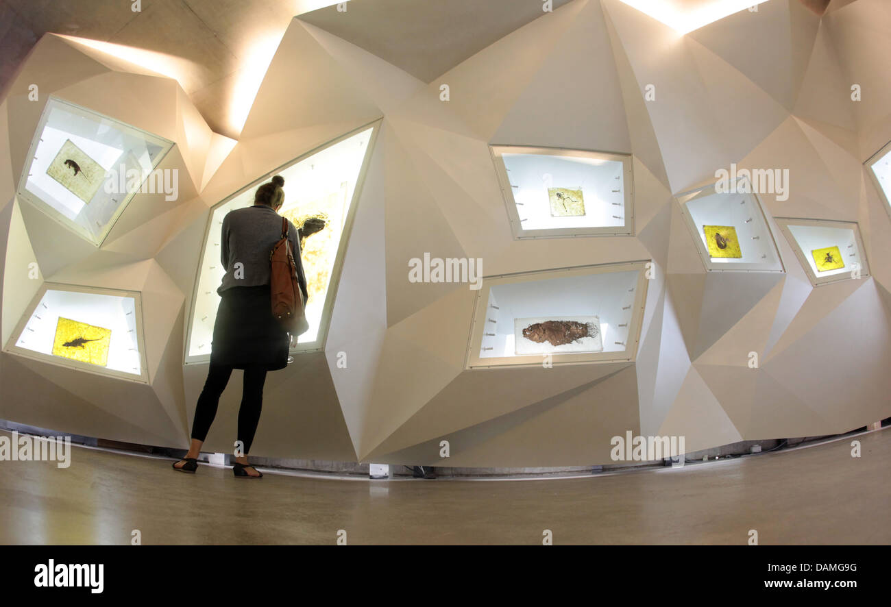 Messel pit fossils hi-res stock photography and images - Alamy