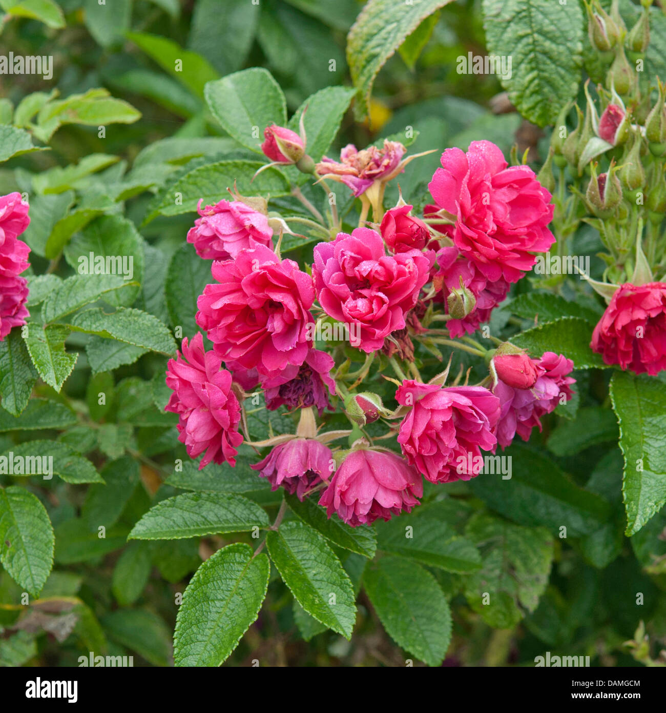 Ornamental rose rosa pink grootendorst hi-res stock photography and ...