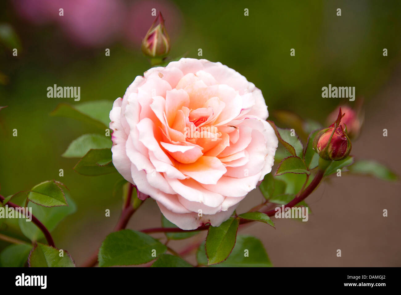 ornamental rose (Rosa 'Schloss Eutin', Rosa Schloss Eutin), cultivar ...