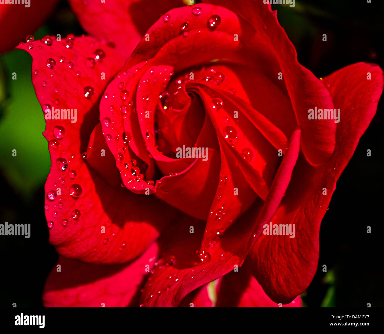 Patio red rose with water drops Stock Photo - Alamy