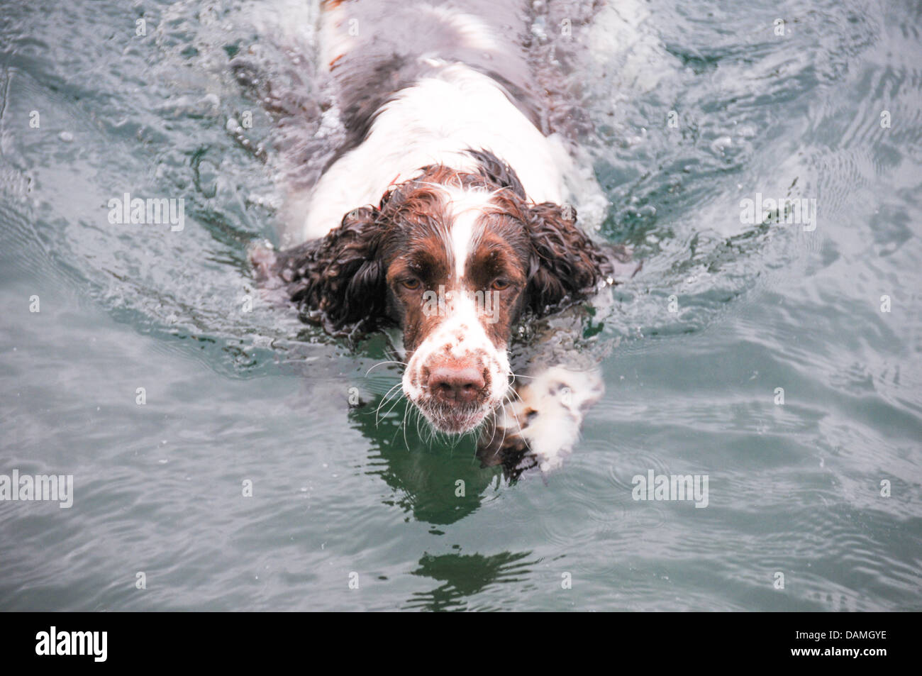 Does The English Springer Spaniel Like To Swim