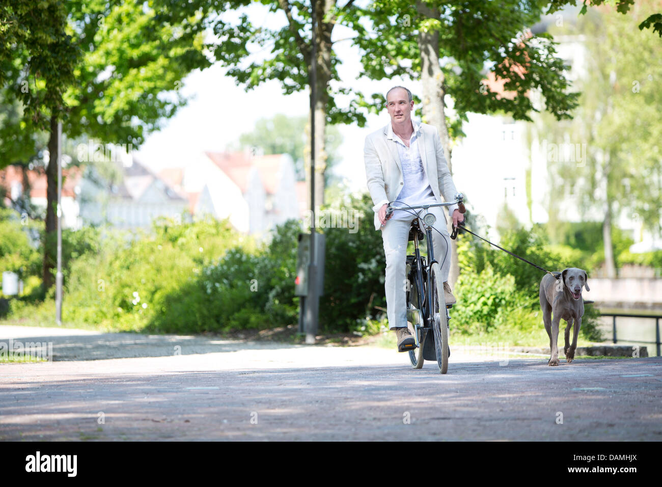 Germany, Bavaria, Mature man riding bicycle with Weimaraner dog ...
