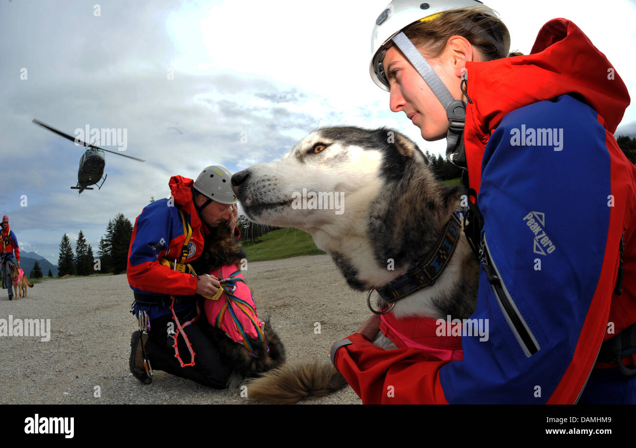 Search rescue dog helicopter hi-res stock photography and images - Alamy