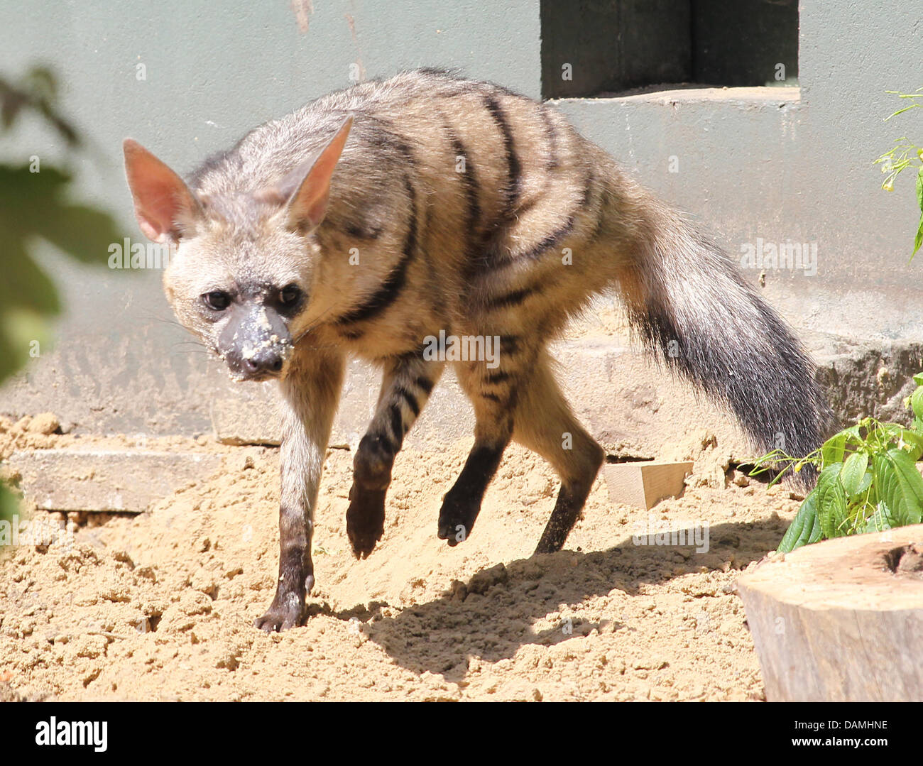 Aardwolf hi-res stock photography and images - Alamy