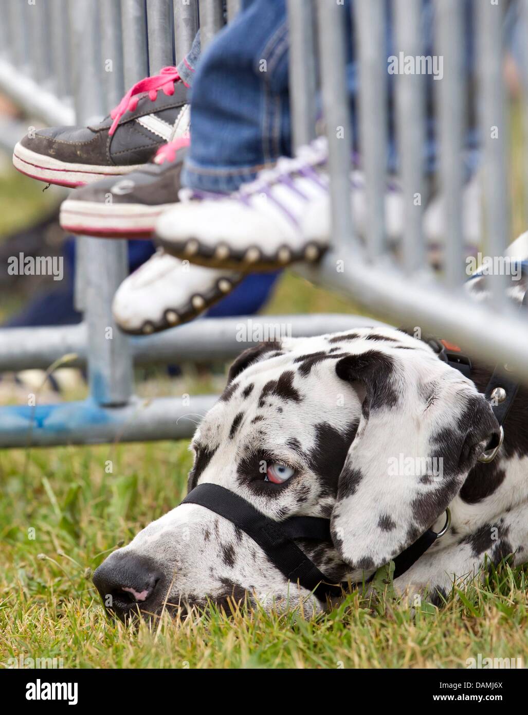Dalmatine hi-res stock photography and images - Alamy