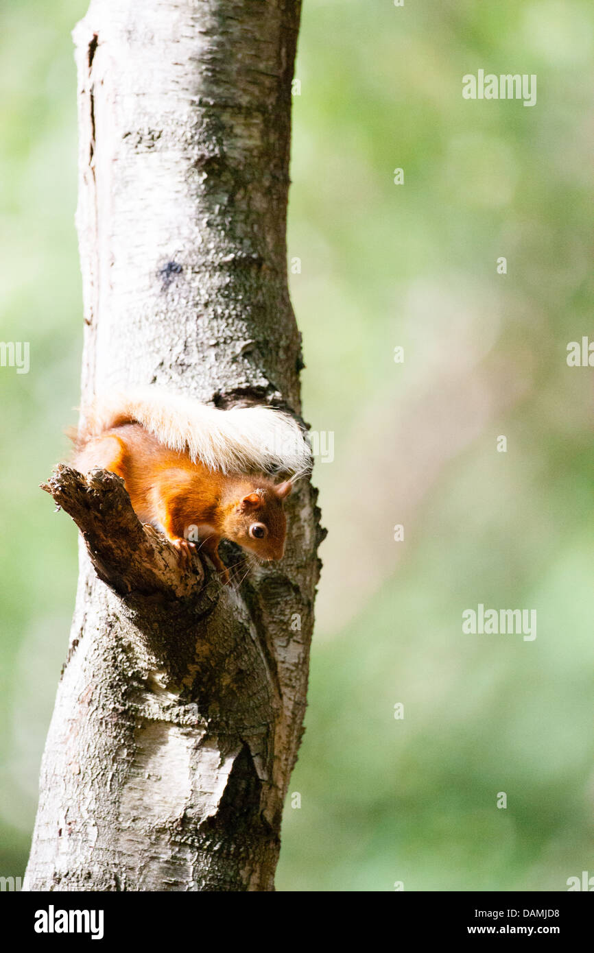 Perch in a tree hi-res stock photography and images - Alamy