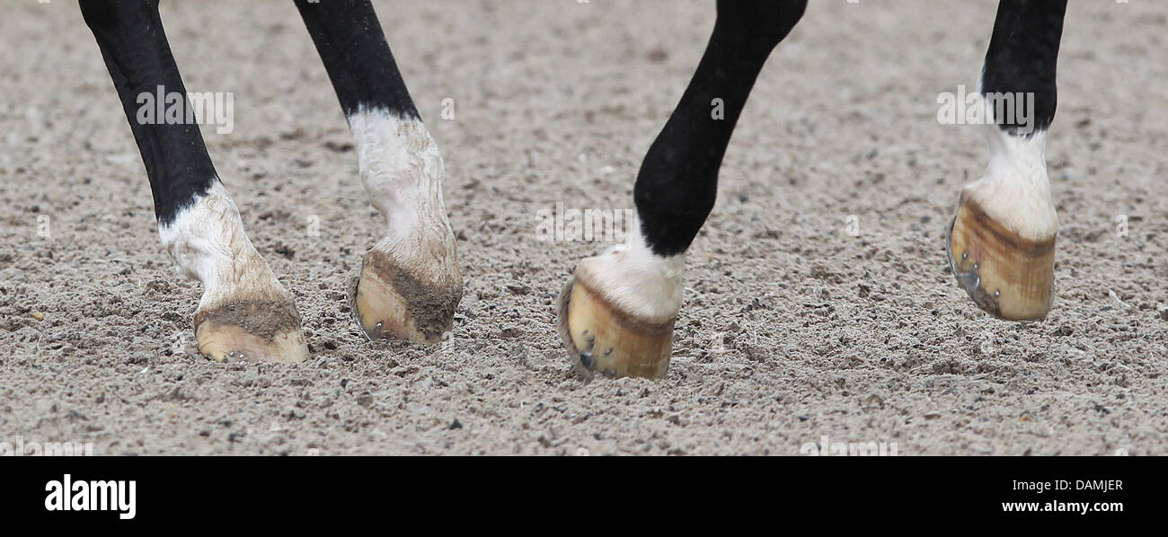 The hoofs of the horse Totilas are pictured during competition at the ...