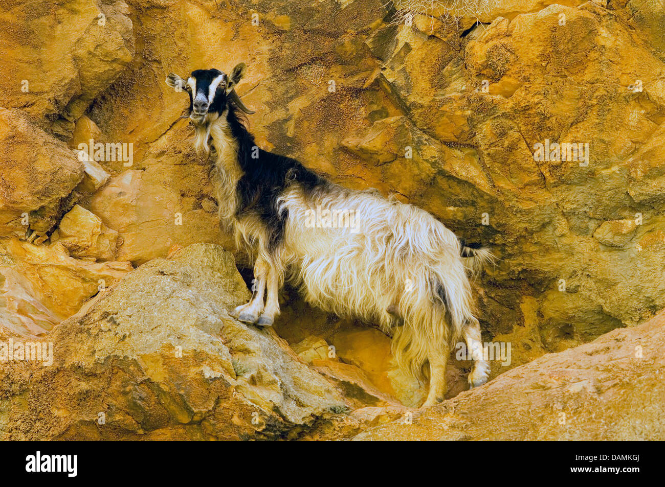 domestic goat (Capra hircus, Capra aegagrus f. hircus), goat climbing ...
