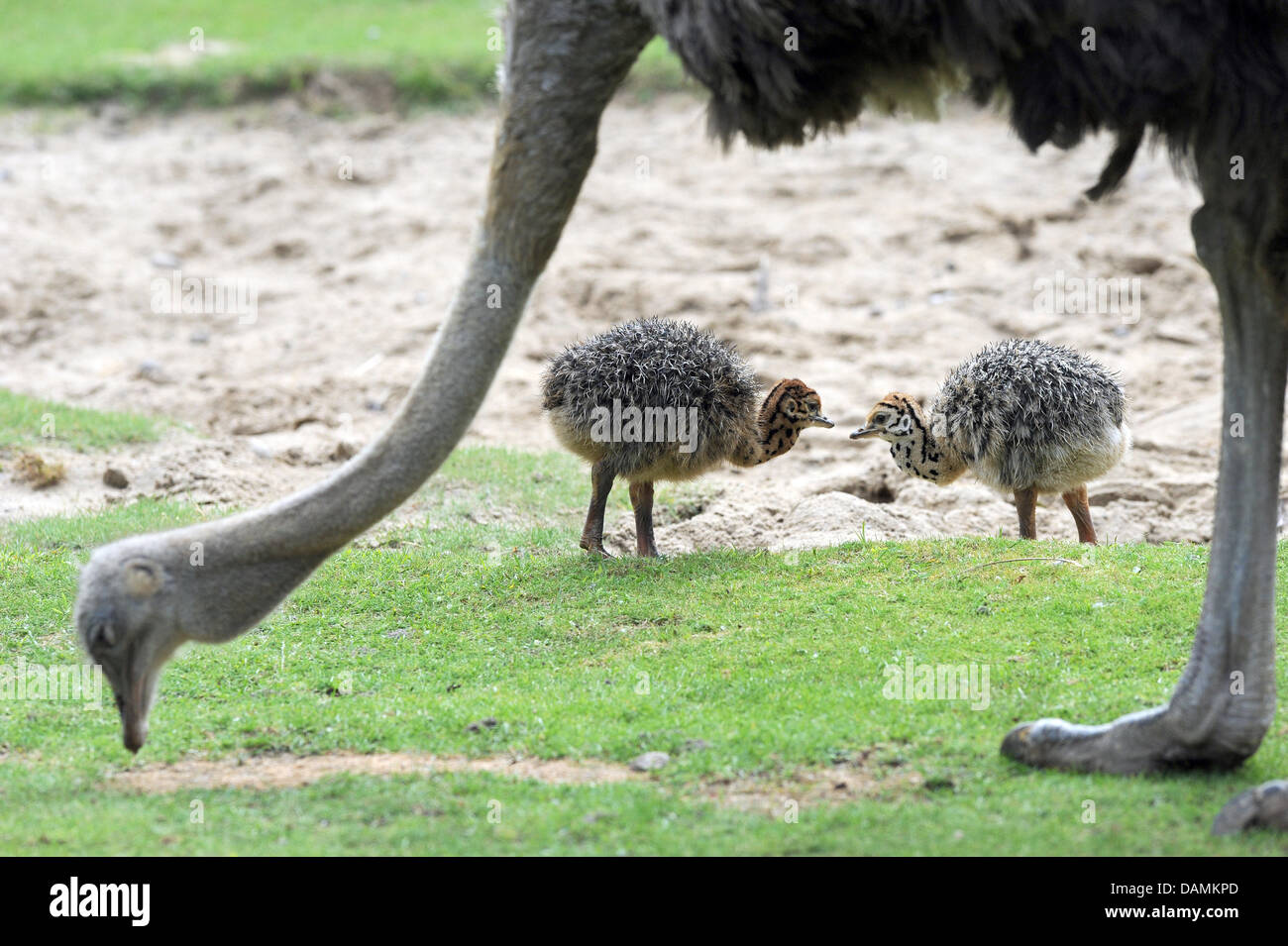 One of 13 newborn ostrich chicks is pictured at their enclosure in ...