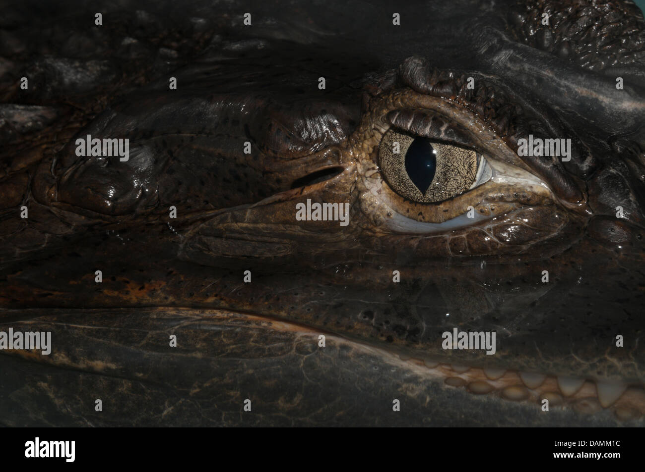 Osteoderms hi-res stock photography and images - Alamy