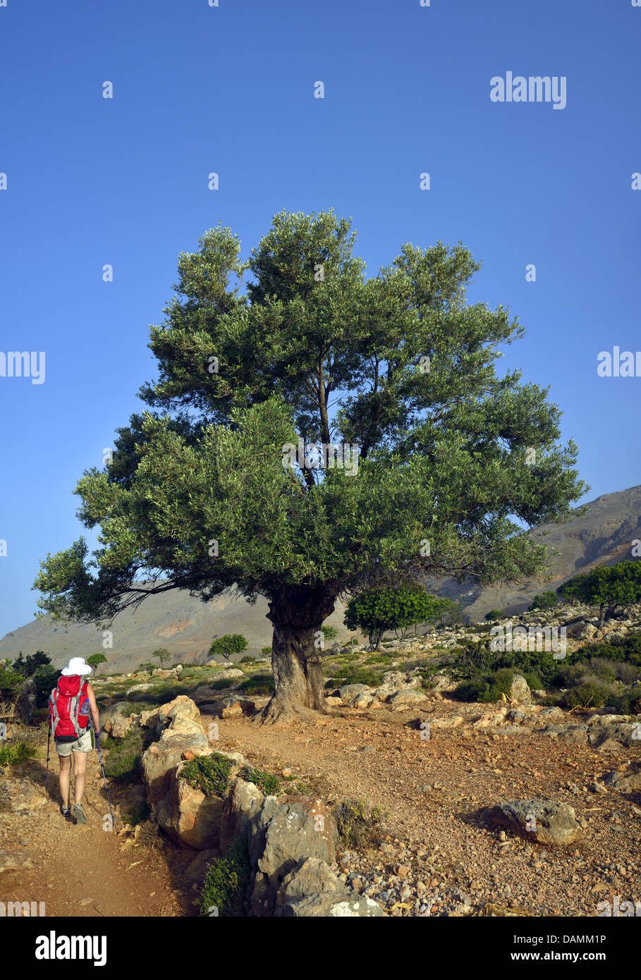 olive tree (Olea europaea ssp. sativa), female hiker at the famous ...