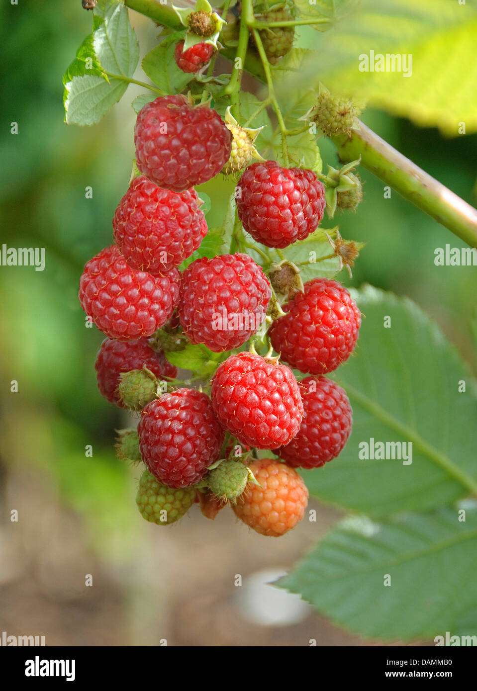 Rubus idaeus bush hi-res stock photography and images - Alamy