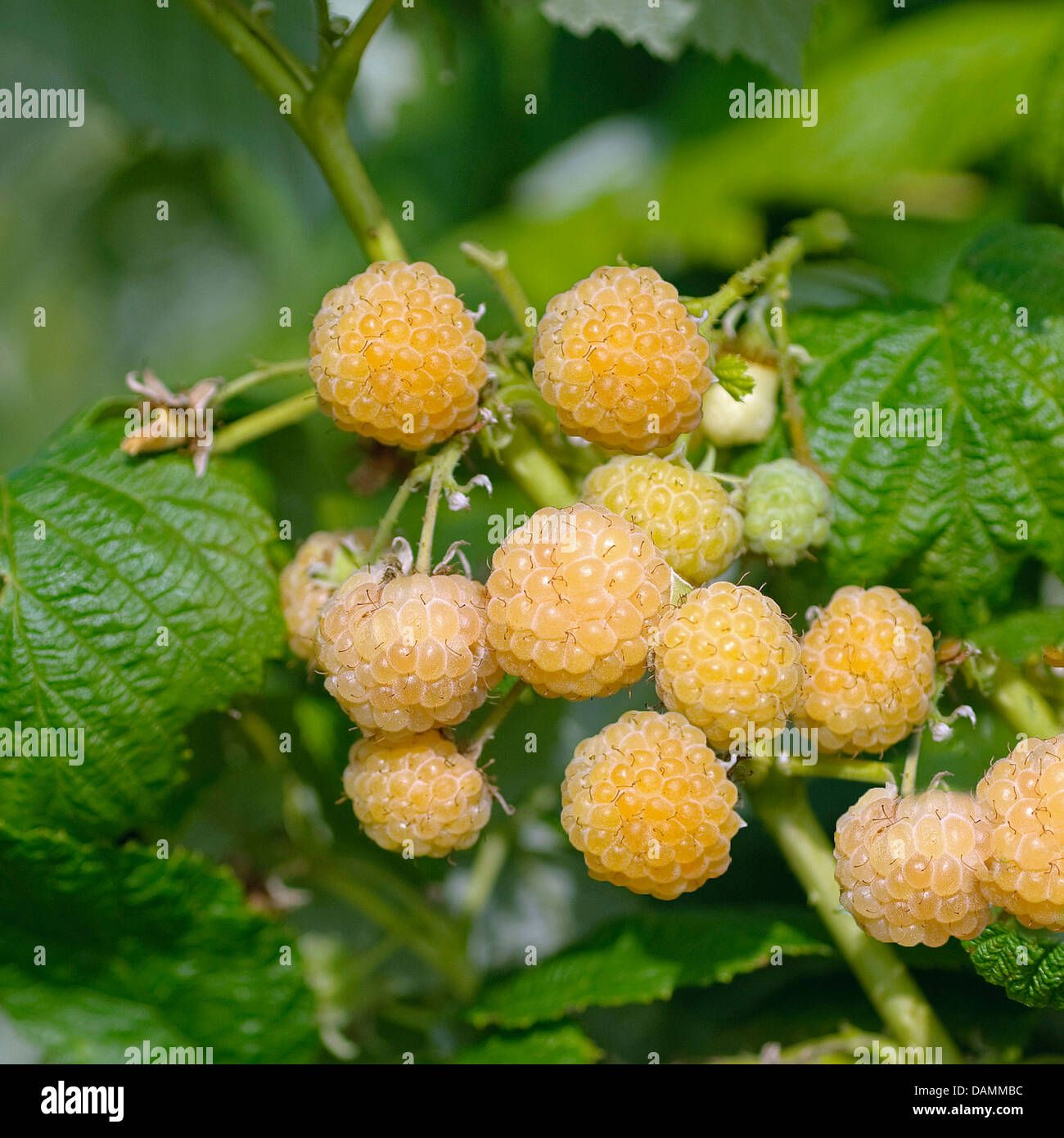 Poranna rosa hi-res stock photography and images - Alamy