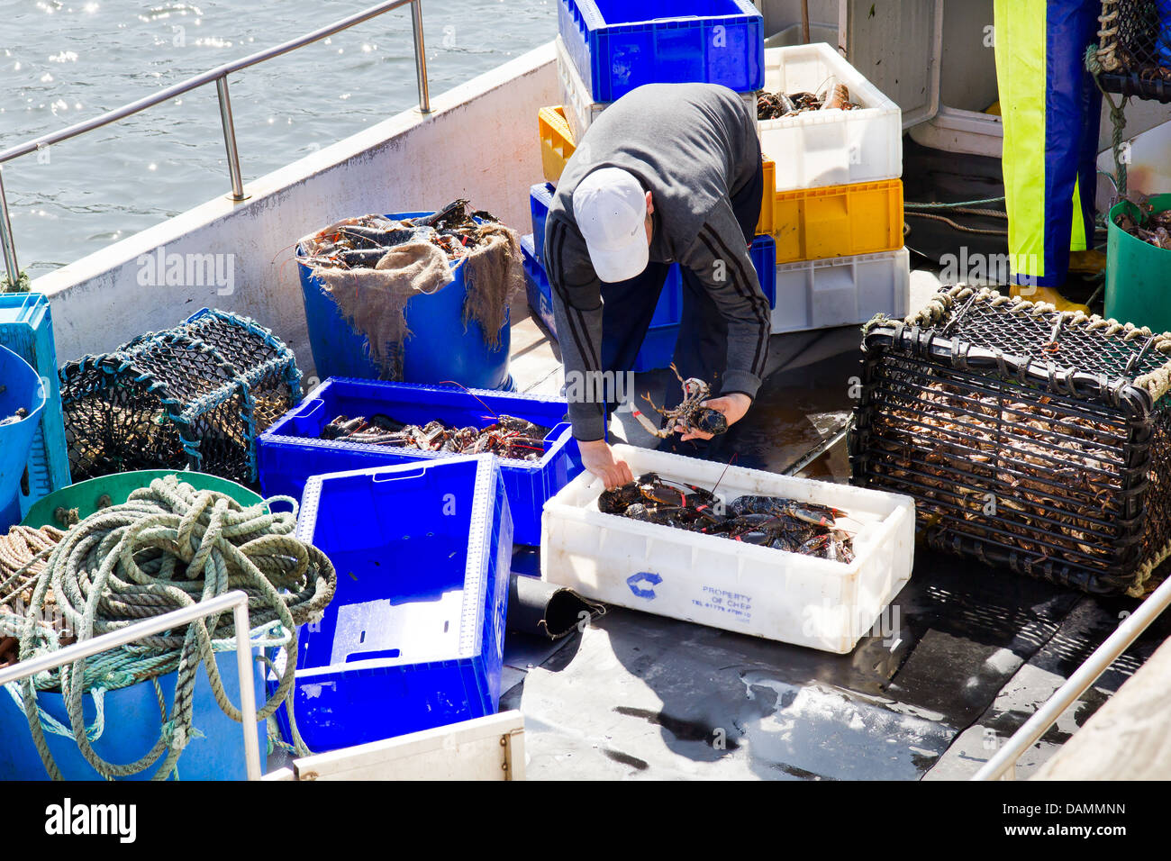 Fishing Boat with lobsters and crabs at Seahouses Northumberland ...