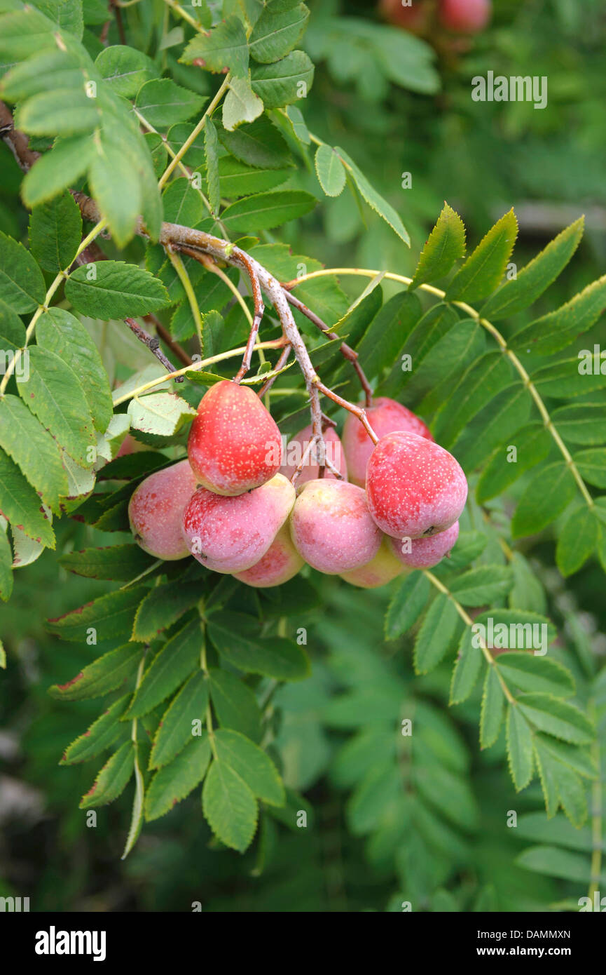 Service-tree, Service Tree; (Sorbus domestica 'Sossenheimer Riesen ...