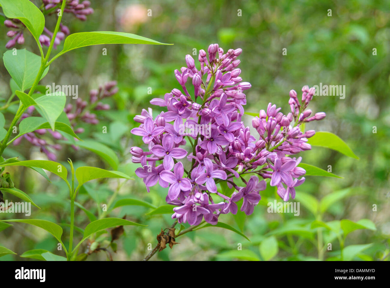 Chinese lilac syringa chinensis hi-res stock photography and images - Alamy