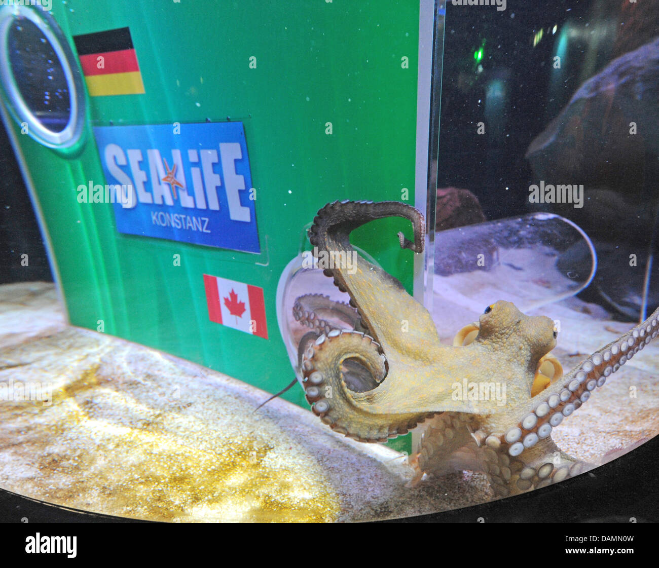 Octopus Paula swims through the Canadian hole of a goal wall at the ...
