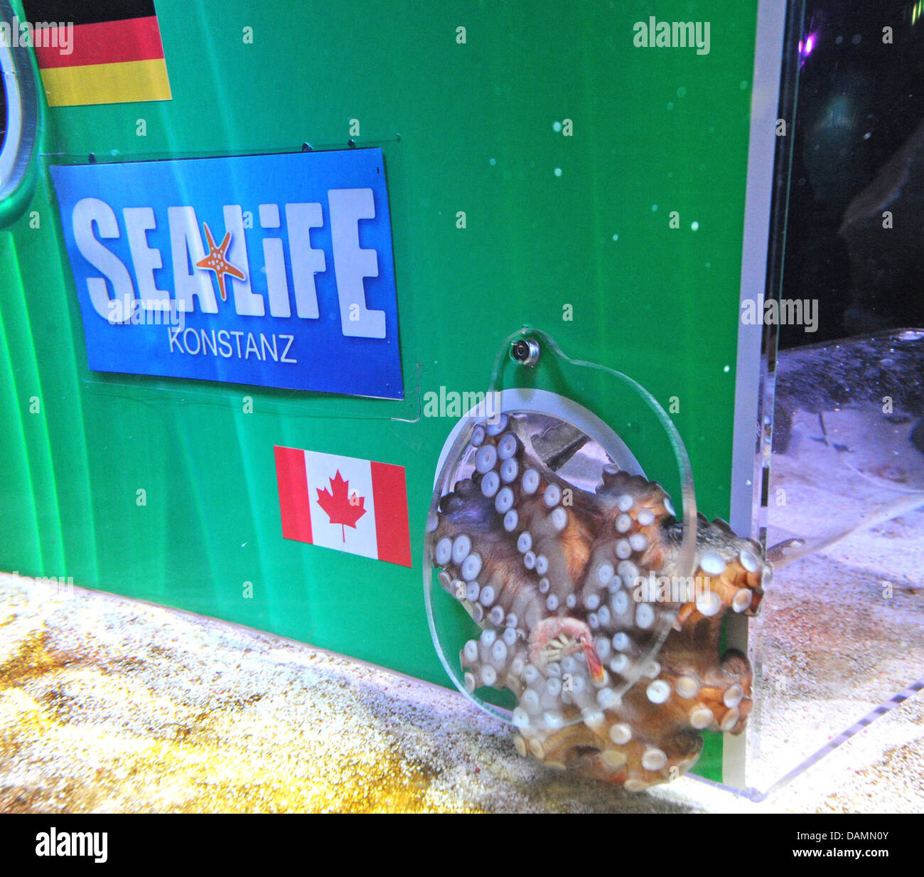 Octopus Paula swims through the Canadian hole of a goal wall at the ...