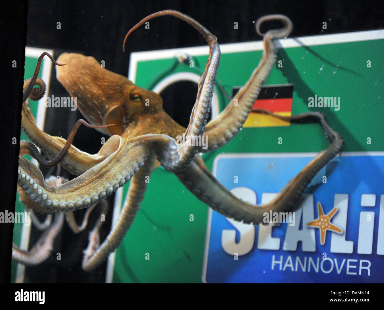 Octopus Otti floats past a goal wall, between the German and the ...