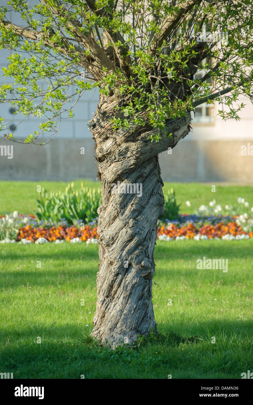 Syringa chinensis hi-res stock photography and images - Alamy