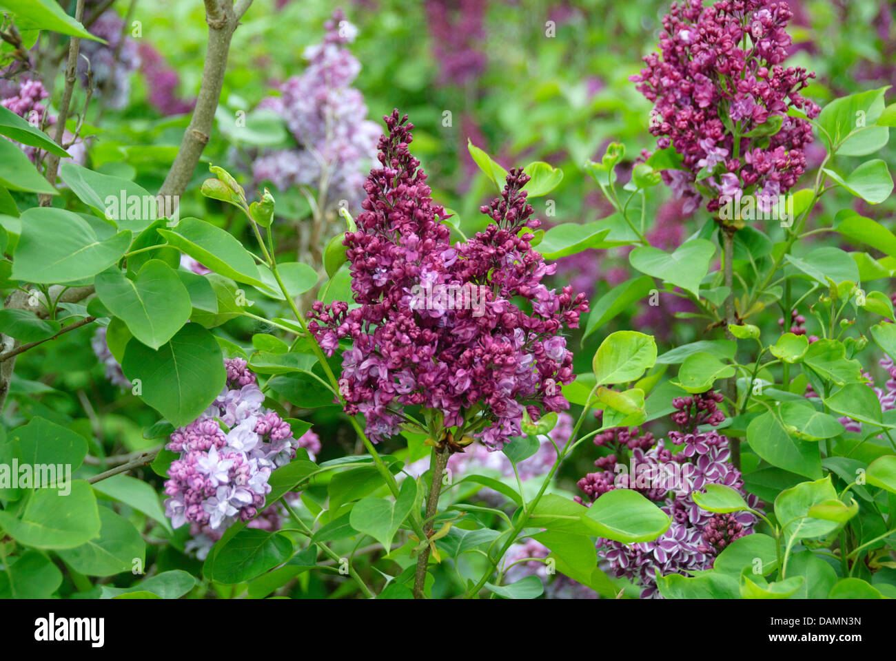 common lilac (Syringa vulgaris 'Mme Antoine Buchner', Syringa vulgaris ...