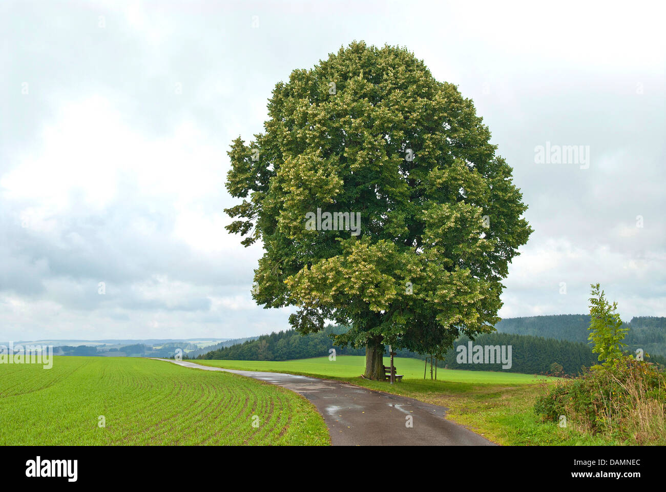 small-leaved lime, littleleaf linden, little-leaf linden (Tilia cordata ...
