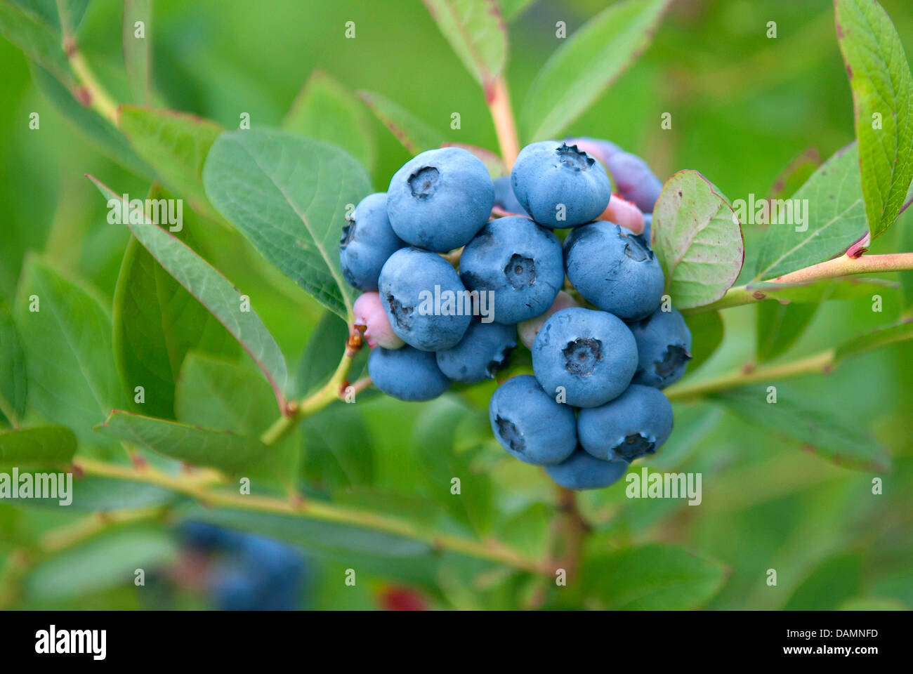 high blueberry, highbush blueberry, swamp blueberry (Vaccinium ...
