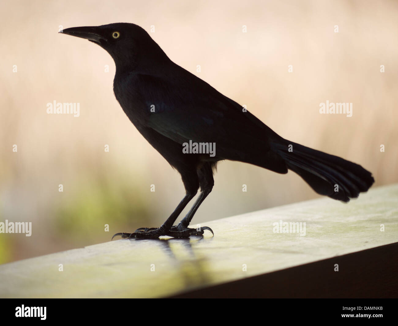Caribbean: St Lucia Bird life Stock Photo - Alamy