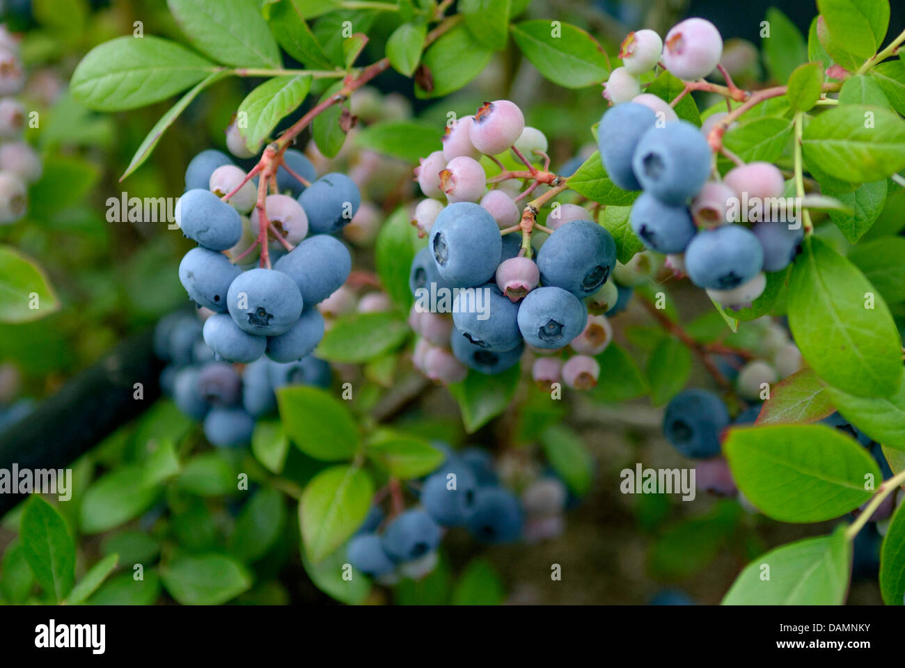high blueberry, highbush blueberry, swamp blueberry (Vaccinium ...