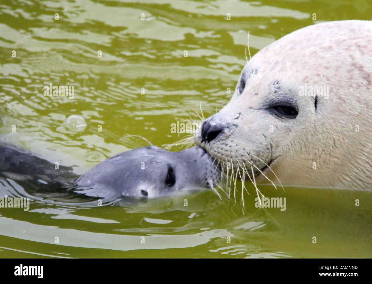A sevral-hours-old seal swims nest to its mother at the West Coast Park ...