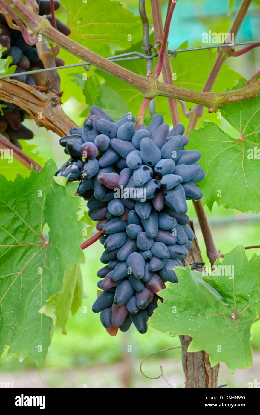 grape-vine, vine (Vitis vinifera 'Philipp', Vitis vinifera Philipp ... grape-vine, vine (Vitis vinifera 'Philipp', Vitis vinifera Philipp ...