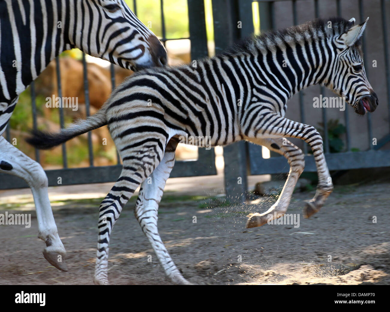 The zebra foal, only a few months old, is pictured in the outdoor ...