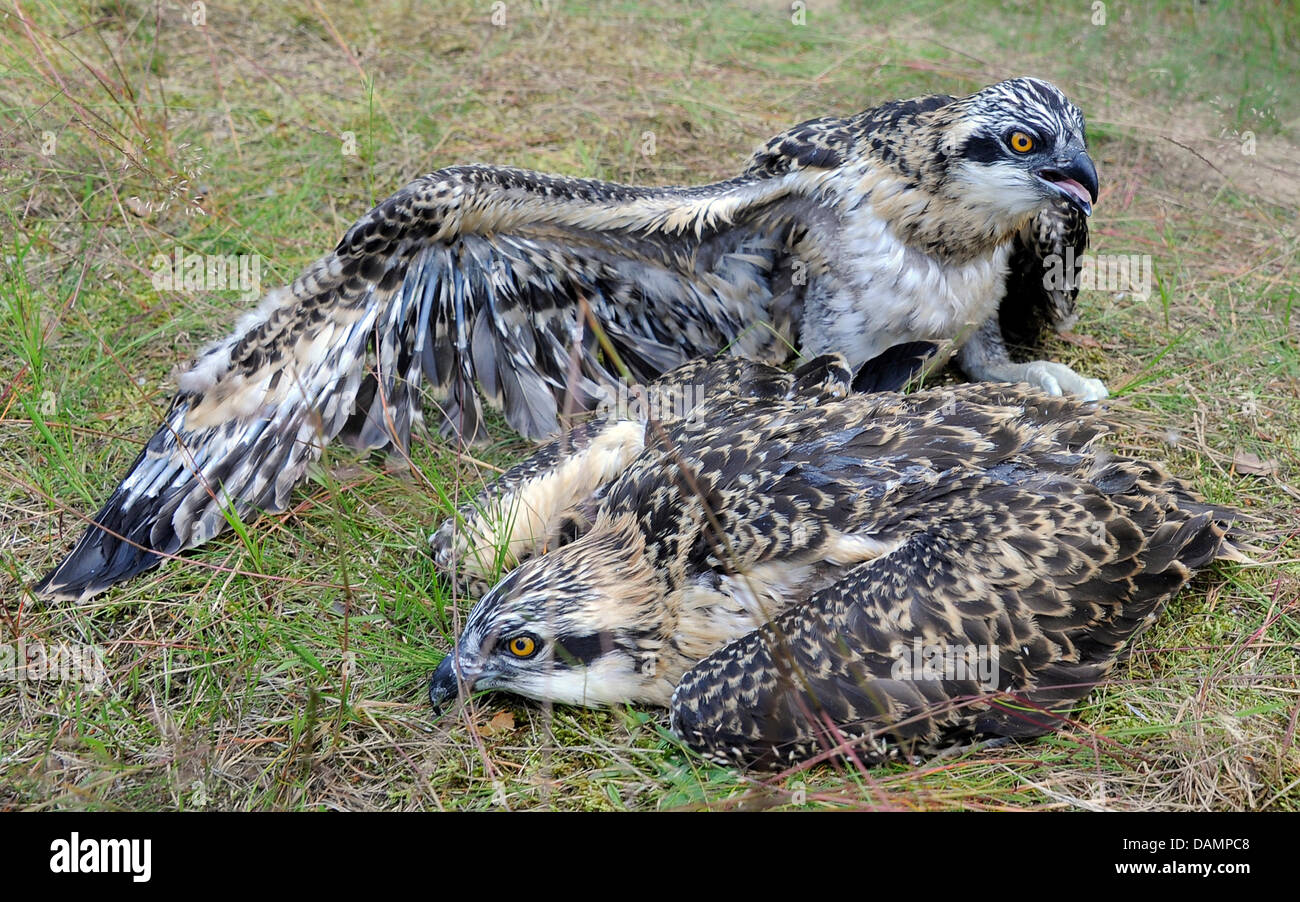 Hawk 200 hi-res stock photography and images - Alamy