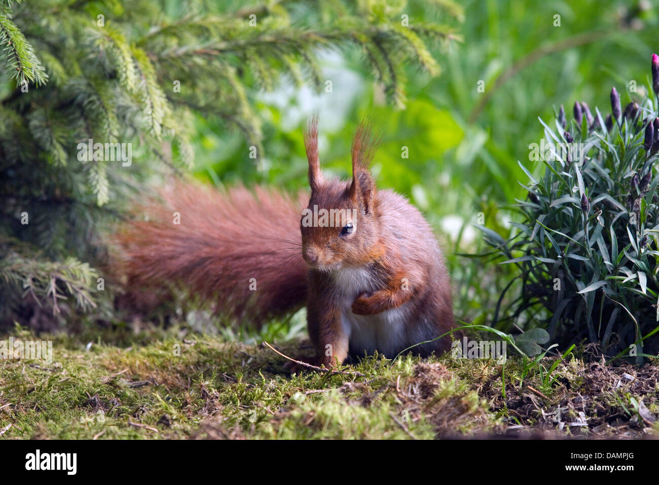 European red squirrel, Eurasian red squirrel (Sciurus vulgaris), in the ...