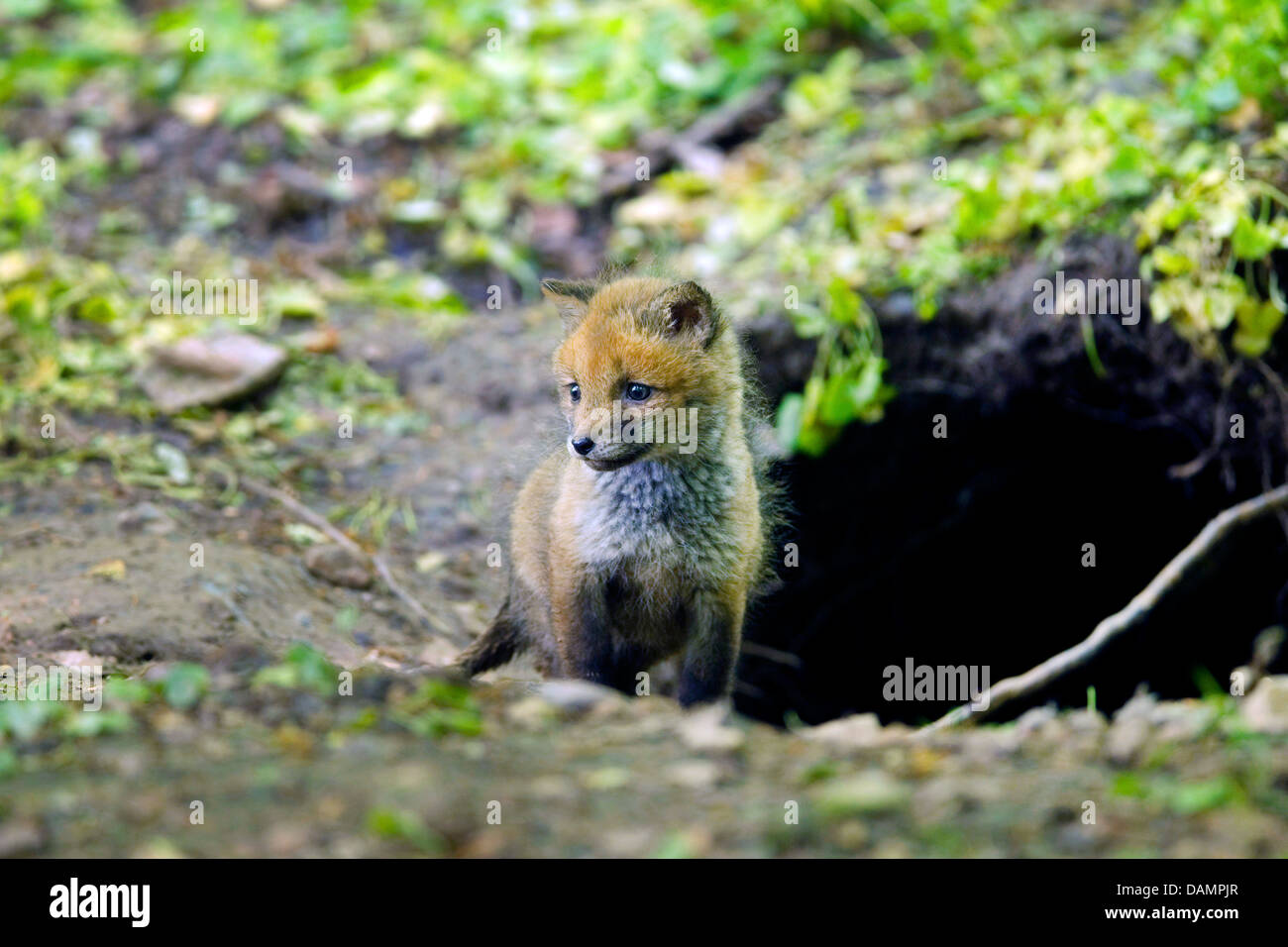 Scared fox cub hi-res stock photography and images - Alamy