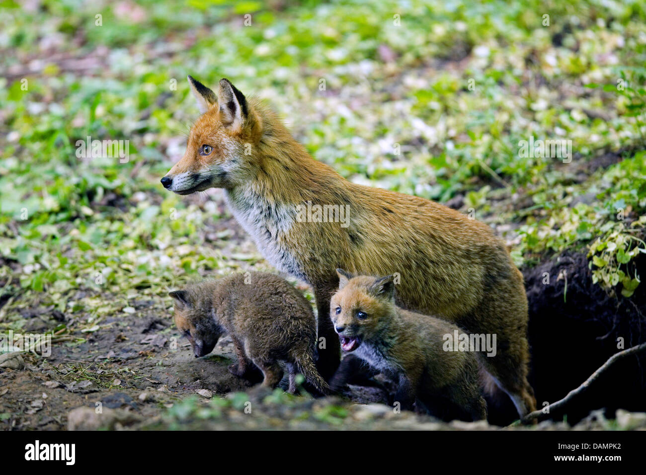 red fox (Vulpes vulpes), vixen with two fox cubs comming out of the den ...