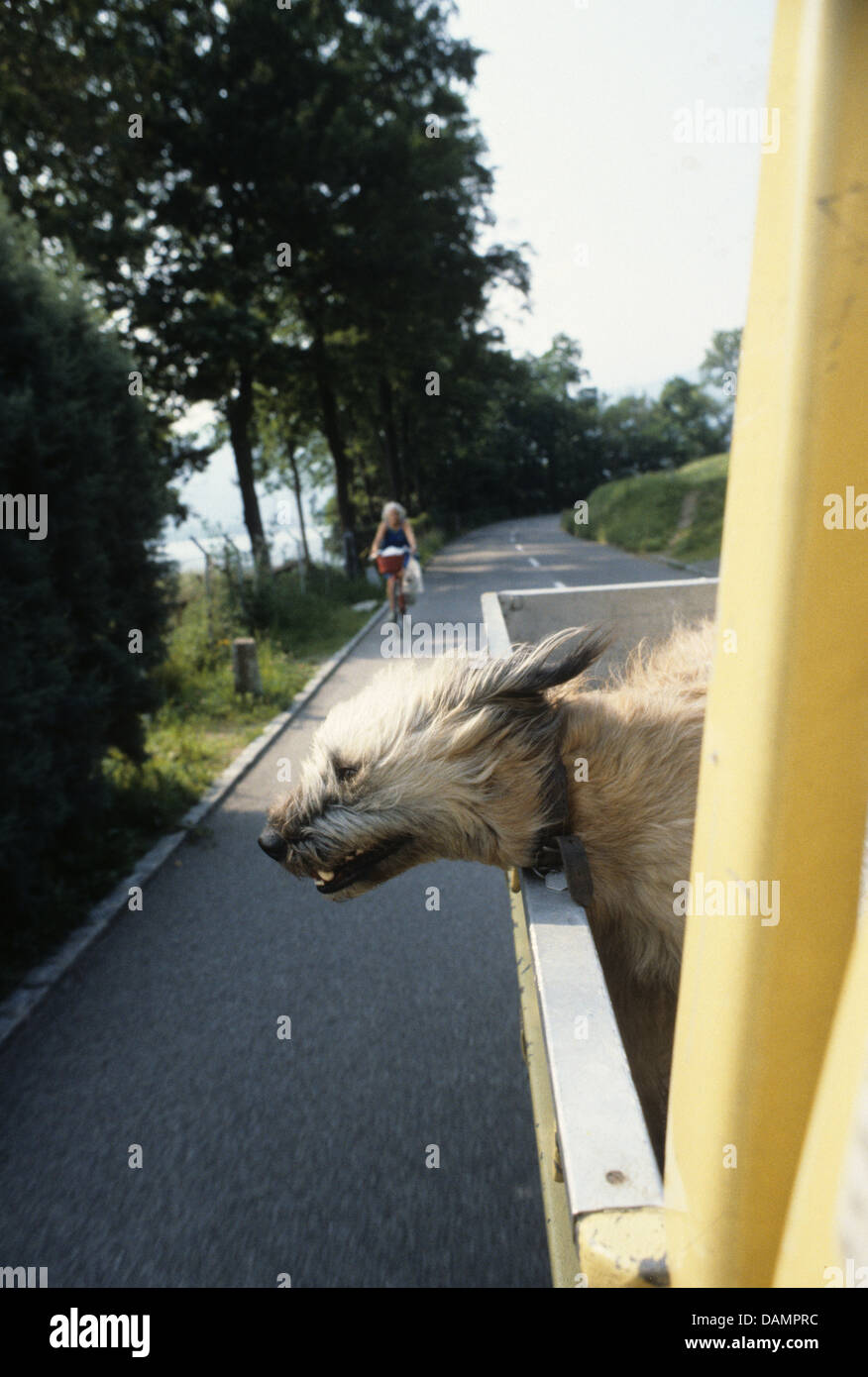Dog on a truck Stock Photo - Alamy