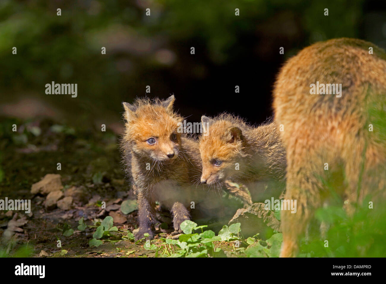 red fox (Vulpes vulpes), two fox cubes with adult animal at the den ...
