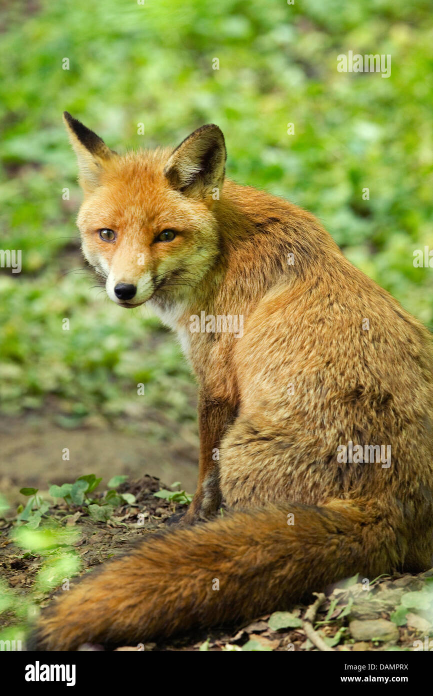 red fox (Vulpes vulpes), turning around, Germany Stock Photo - Alamy