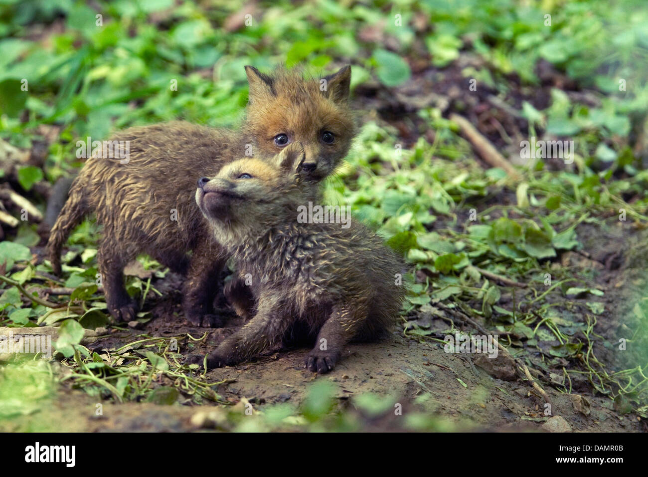 Fox cubs at their fox den hi-res stock photography and images - Alamy