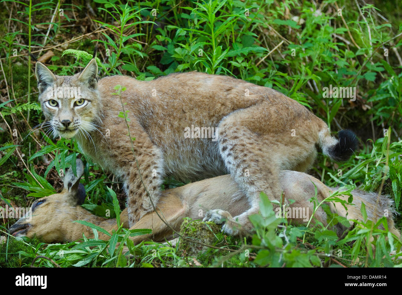 Eurasian lynx (Lynx lynx), with prey , Germany Stock Photo - Alamy