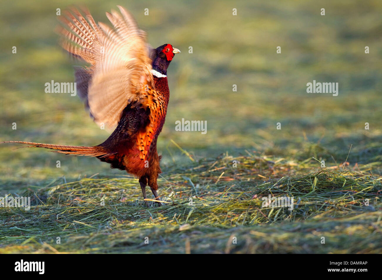 common pheasant, Caucasus Pheasant, Caucasian Pheasant (Phasianus ...