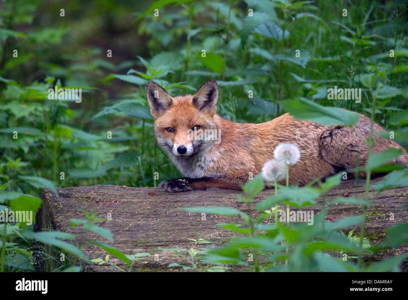 red fox (Vulpes vulpes), lying on a tree trunk, Germany Stock Photo - Alamy