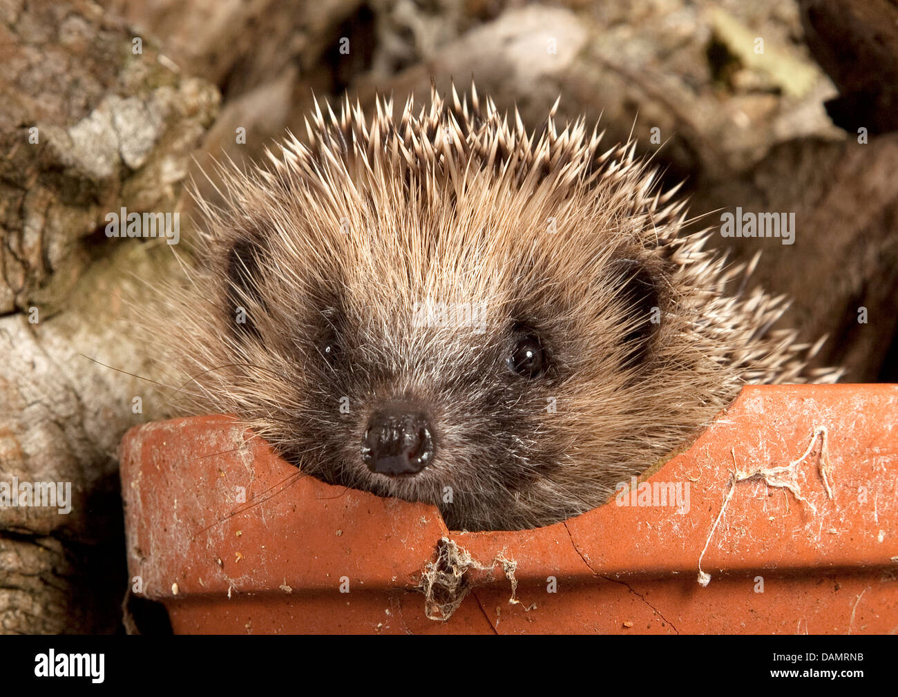 European hedgehog in plant pot Stock Photo - Alamy